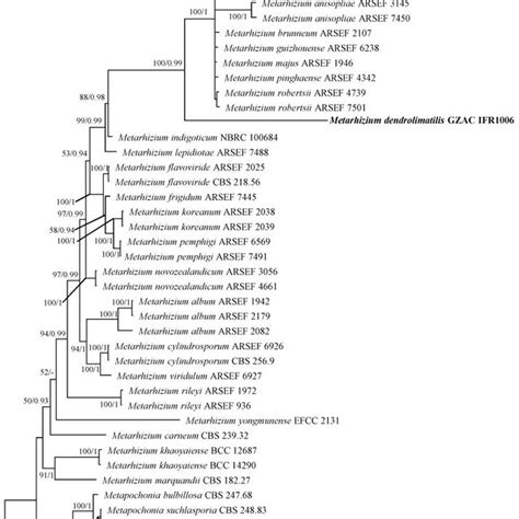 Phylogenetic Tree Generated From Maximum Parsimony And Bayesian Method