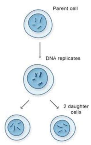 Cell Division Flashcards Flashcards Quizlet