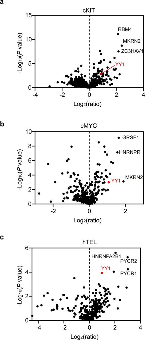 Proteome Wide Identification Of G Quadruplex Binding Proteins Volcano