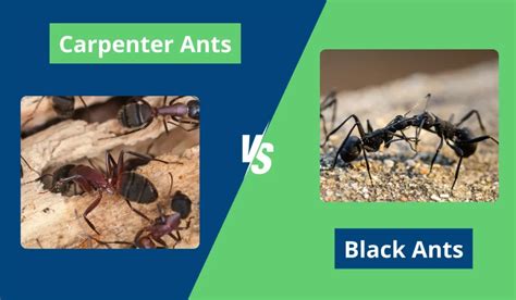 Black Ants Vs Carpenter Ants