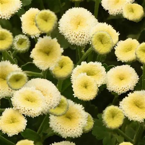 Matricaria Growing Guide