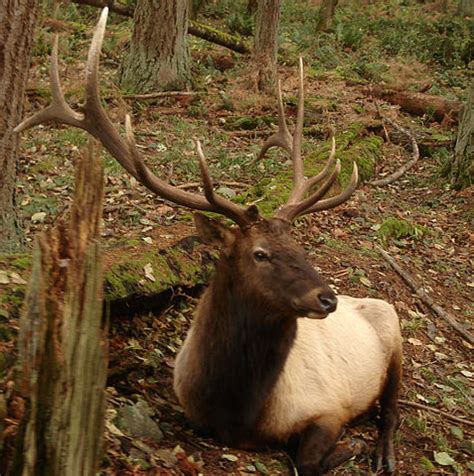 Fileroosevelt Elk At Northwest Trek Wikimedia Commons