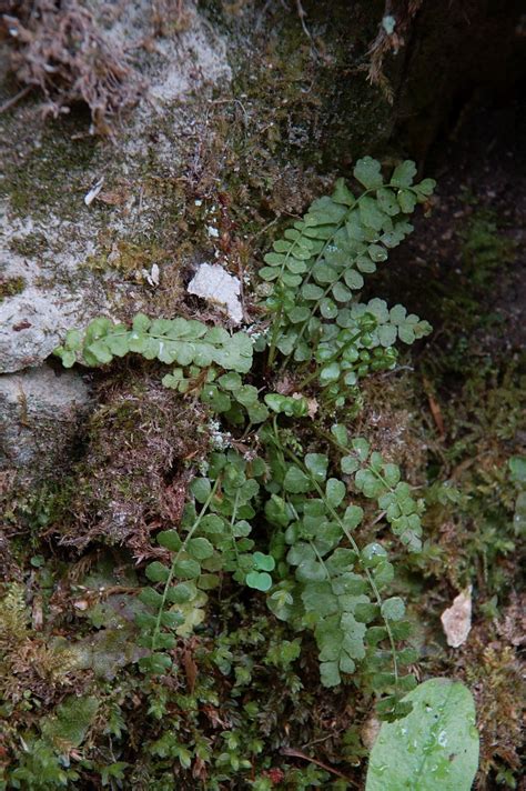 Asplenium Viride Green Spleewort