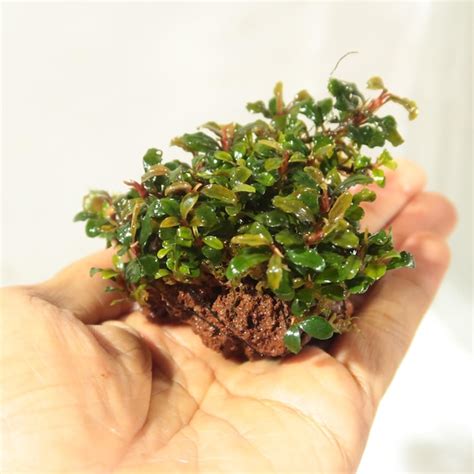 Premium Photo Aquascape Plant Bucephalandra Brownie Kapuas Mini