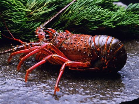 Animals Related To Lobsters At Pamela Beeler Blog
