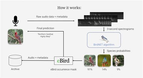 Meet Birdnet Sound Id App An Ai Powered Bird Sound Recognition App