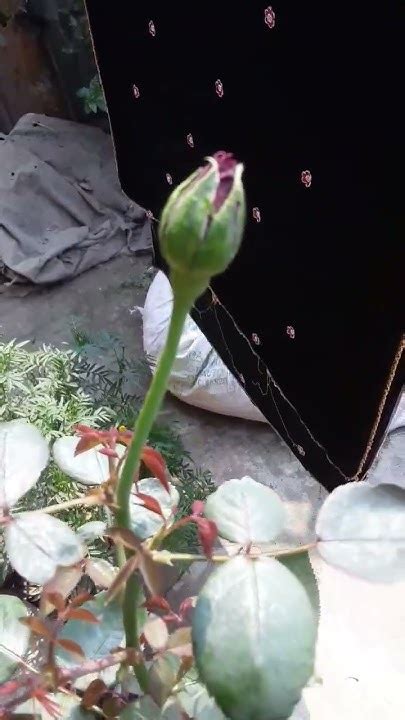 গোলাপ ফুল গাছে যখন কলি আসে Youtube