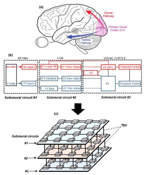 Neuroengineering Lab Aizu University Japan