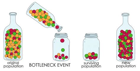 What Is The Bottleneck Effect — Definition And Examples Expii
