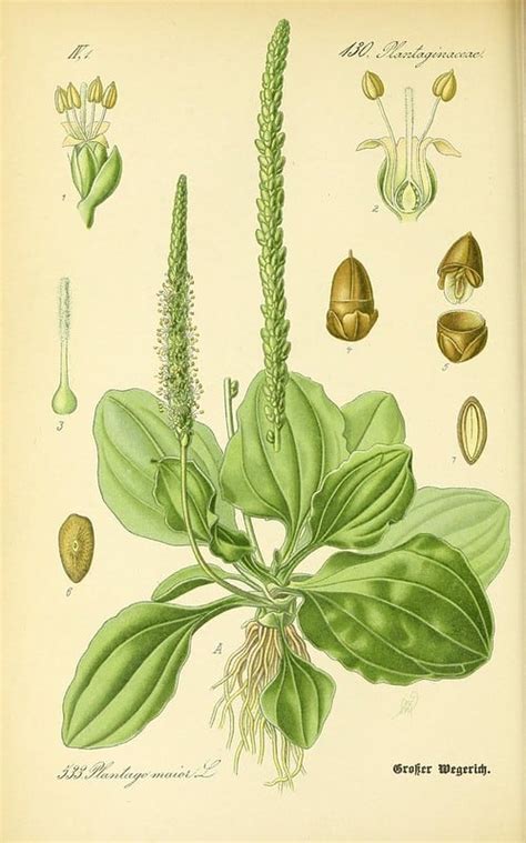 What Does Plantain Look Like How To Identify Two Species Of This Practical Plant RusticWise