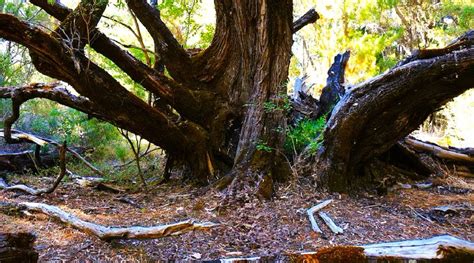 Pepperminttreewa30033611 Ballarat Times