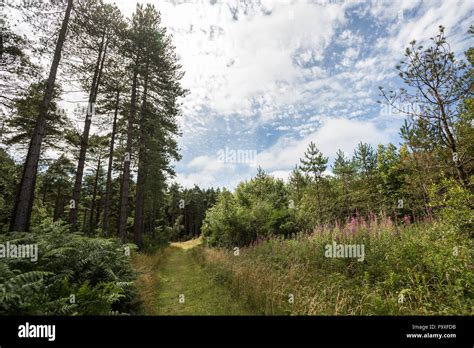 Evergreen Trees In Newborough Forest Anglesey North Wales Blue Sky