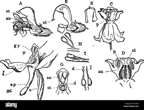 This Work Discusses The Evolution Of Plants Focusing On The