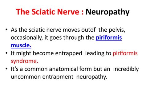 Sciatic Nerve Anatomy PPTX