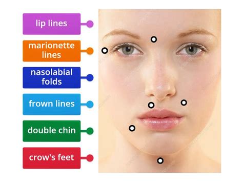 Face Lines Labelled Diagram