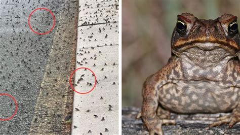 Division 14 Candidate Kath Down War On Cane Toads The Cairns Post