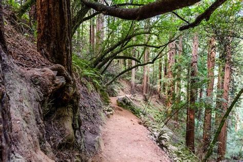 Muir Woods National Monument Best Hikes Tips For Visiting