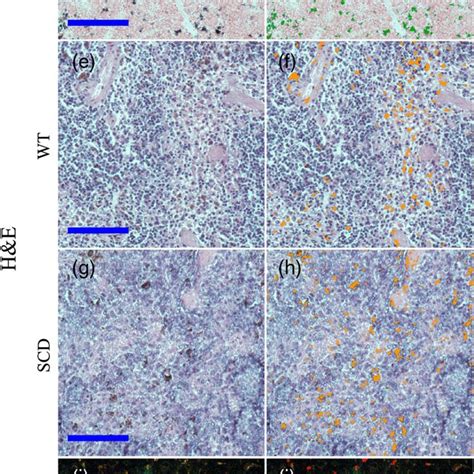 Examples Of Typical Object Segmentation Results For Each Imaging Method