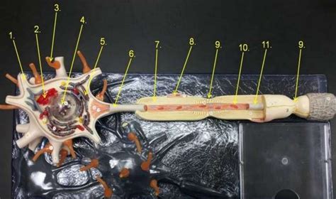 Ch 11 Lab Axon Model Labeling Diagram Quizlet