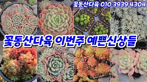 25227 🌸꽃동산다육 이번주 예쁜신상들 까멜리아군생 노랑풍선 꽃향기 와인피치 화춘 화이트그리니🌸 꽃동산다육 010 3939