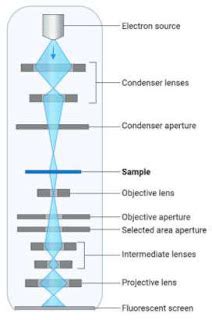 TRANSMISSION ELECTRON MICROSCOPE (TEM) - Working Principle and Applications