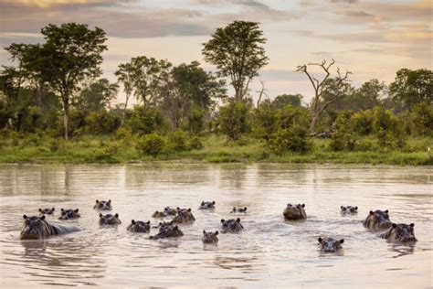 Most Amazing Facts About Hippopotamus Wildlife Insights
