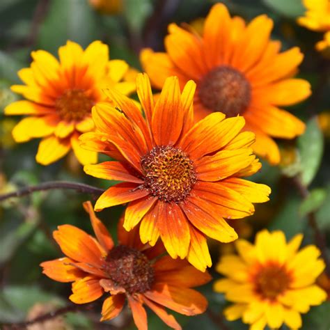 Heliopsis Summer Eclipse Knippel Garden Centre