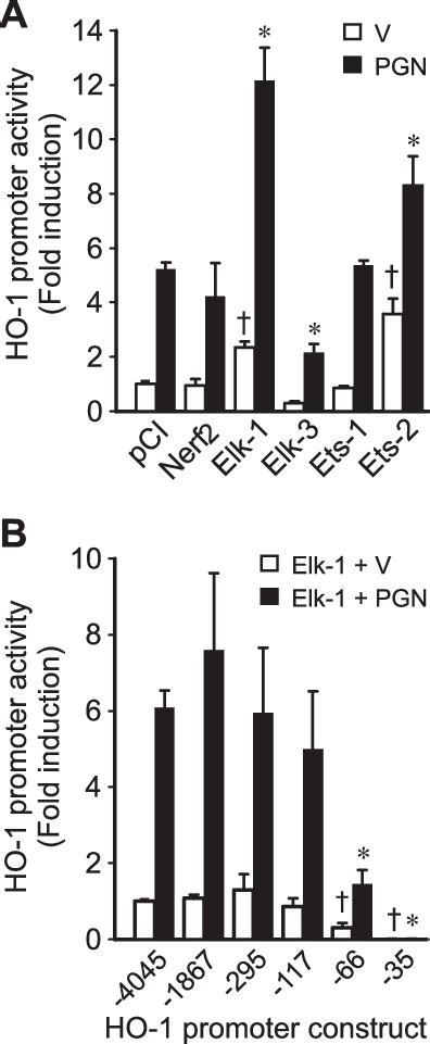 Ets Factors Transactivate The Ho 1 Promoter And Elk 1 Responsive Download Scientific Diagram
