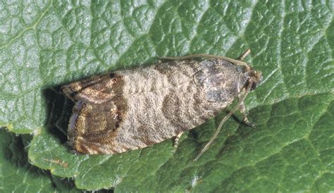 Organic Garden Pest Control Methods That Work