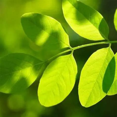 Jun Ling Guo Shanxi Agricultural University Shanxi Department Of Agronomy Research Profile