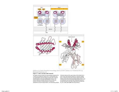 Roitt Chapter 4membrane Receptors For Antigen Pptx