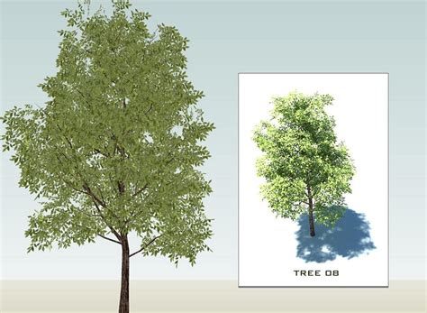 Sketchup 3d Trees Collection 1 By Sketchup Texture 55 Sketchuptexture Free 3d Model