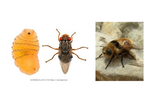 The 12 Ugliest And Creepiest Bugs In The World Earth Life