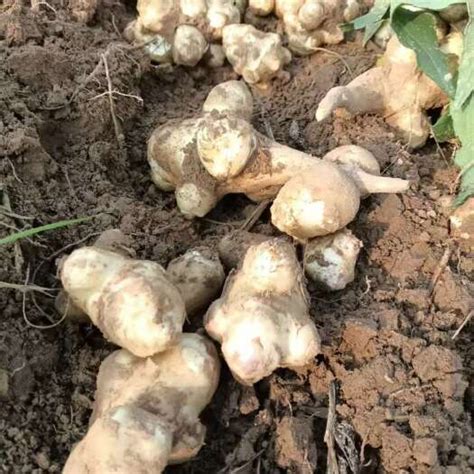 洋姜多少钱一斤？种植前景如何？（附种植技术） 惠农网