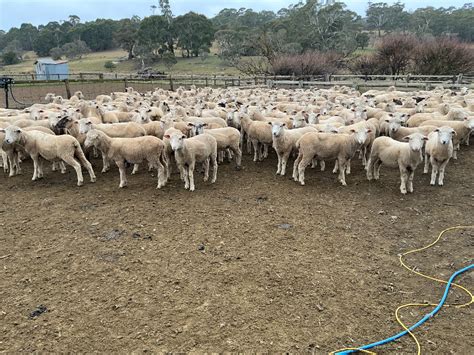 Lot 315 283 Mixed Sex Store Lambs Auctionsplus