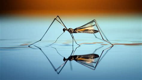 can bugs walk on water meet the amazing water strider bug little
