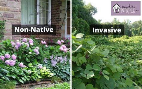 Is Non Native And Invasive The Same Thing Pretty Purple Door