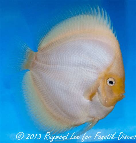 Discus Club Singapore Discus Show 2012