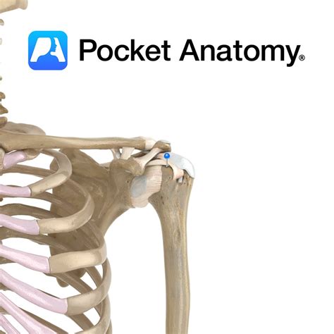 Shoulder Glenohumeral Joint Pocket Anatomy