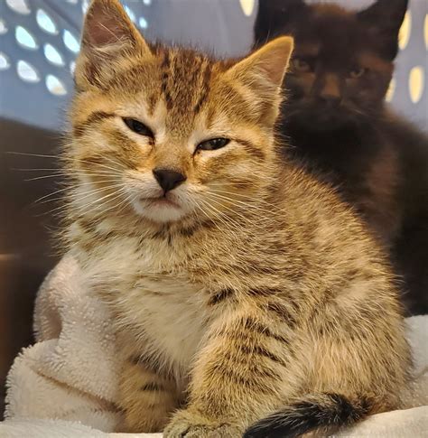 Wayside Animal Id A0058428886 Found Kansas City Mo 4226 N Olive