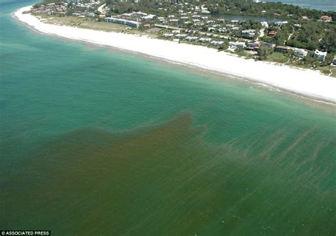 Florida Declares A State Of Emergency After A Toxic Algae Bloom Daily