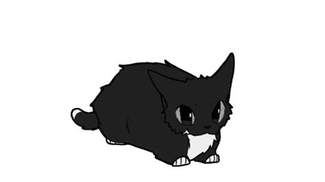 Maxwell Maxwell The Cat  Maxwell Maxwell The Cat Cat Descubre Y Comparte 