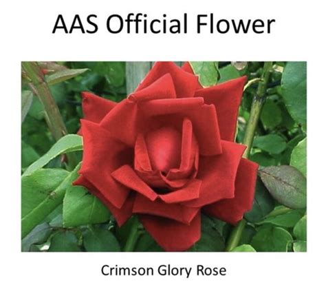 Aas Intro Ch3 Flashcards Quizlet
