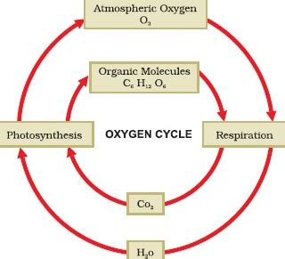 Understanding The Oxygen Cycle With Diagram Testbook