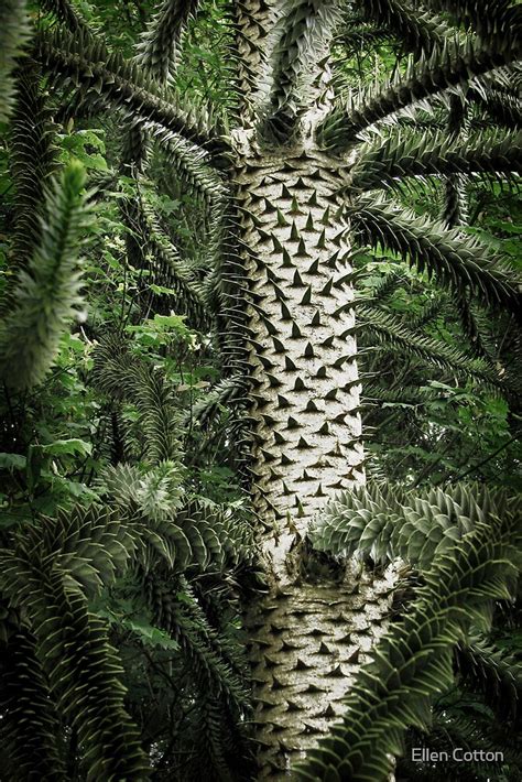Monkey Puzzle Tree By Ellen Cotton Redbubble