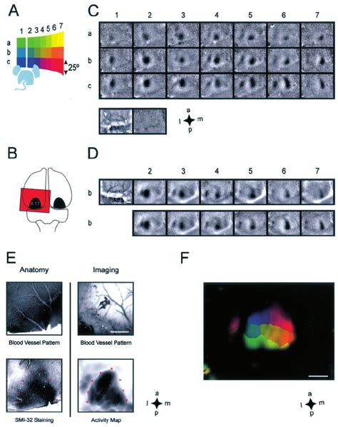 Imaging Cortical Retinotopy In Mice A For Retinotopic Stimulation Download Scientific