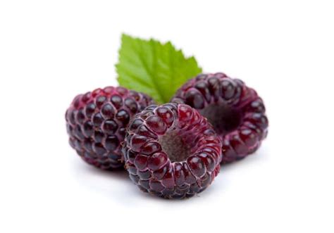 Black Raspberry Genome Sequencing With Proximo™ Hi C