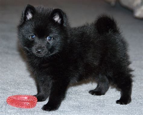White Schipperke Puppy