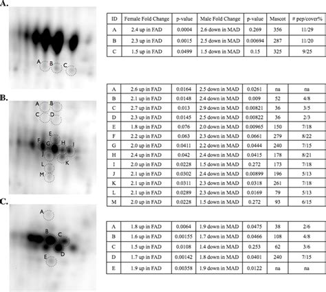 Intact And Cleaved VDBP With Sex Specific Changes Shown In Tables On Download Scientific