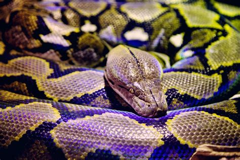 Face Recognitionmenggunakan Metode Linear Discriminant Analysislda Neliti